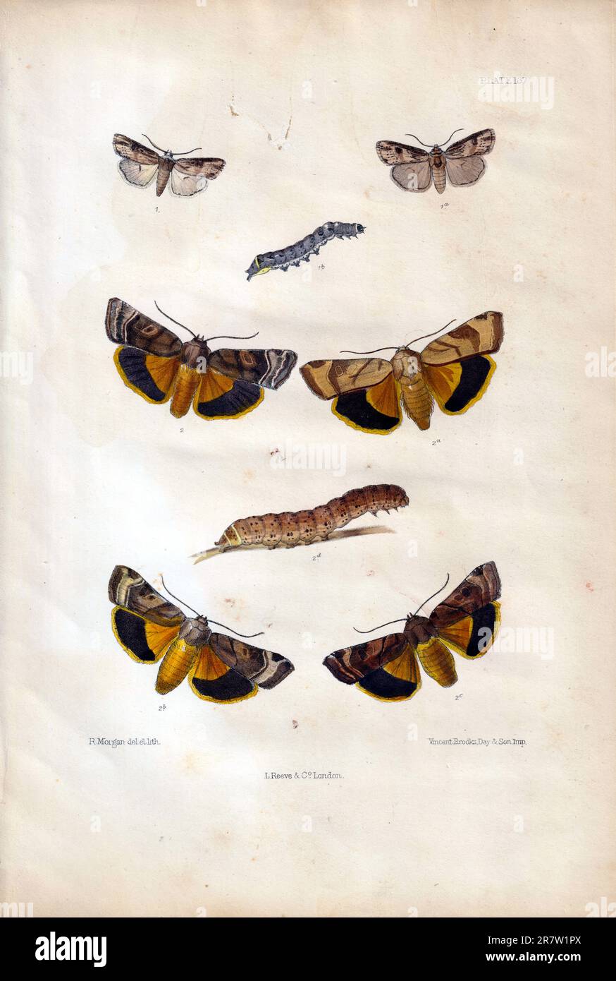 Charles Golding Barrett (1836-1904) - The Lepidoptera of the British ...