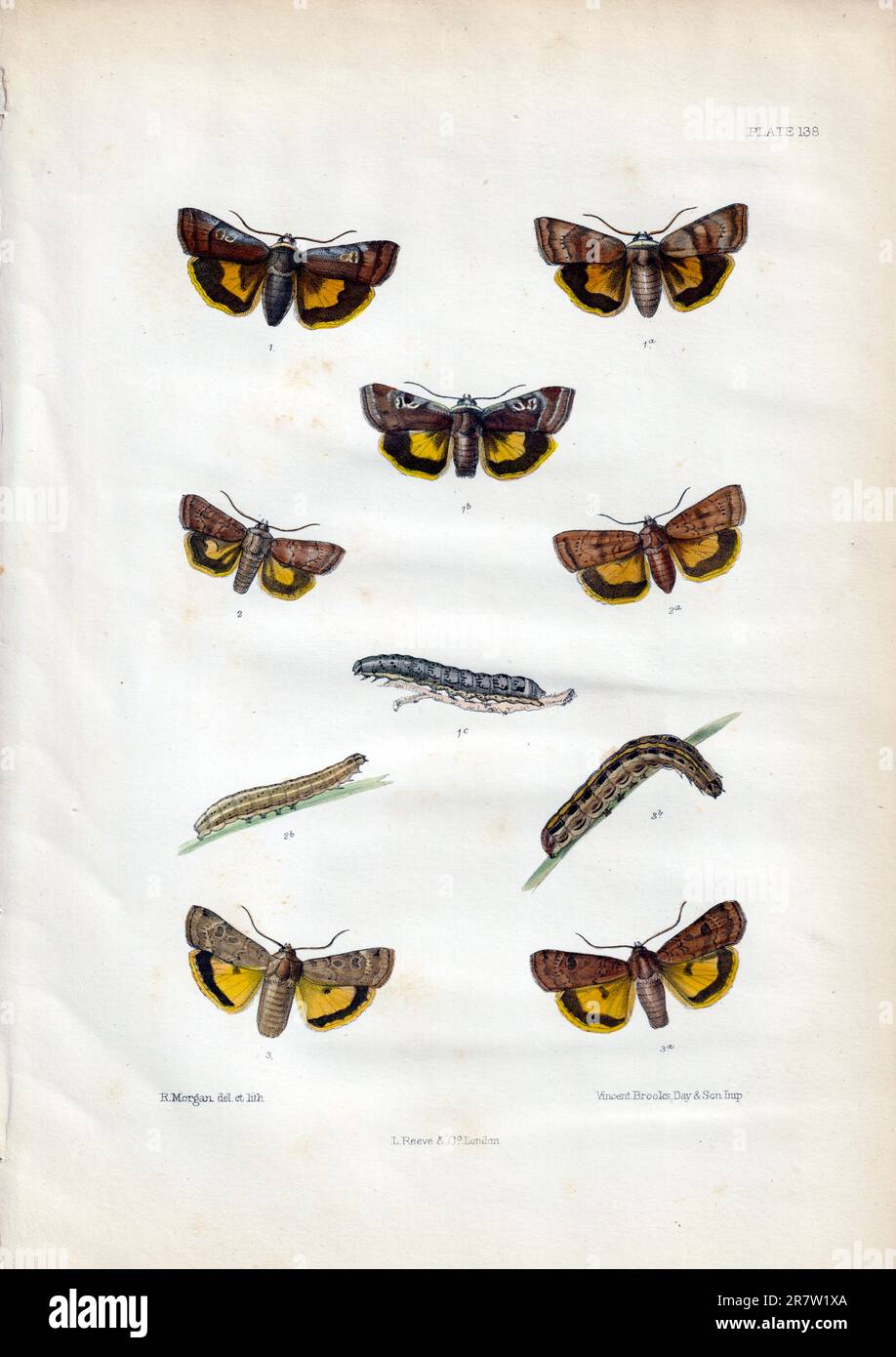 Charles Golding Barrett (1836-1904) - The Lepidoptera of the British ...