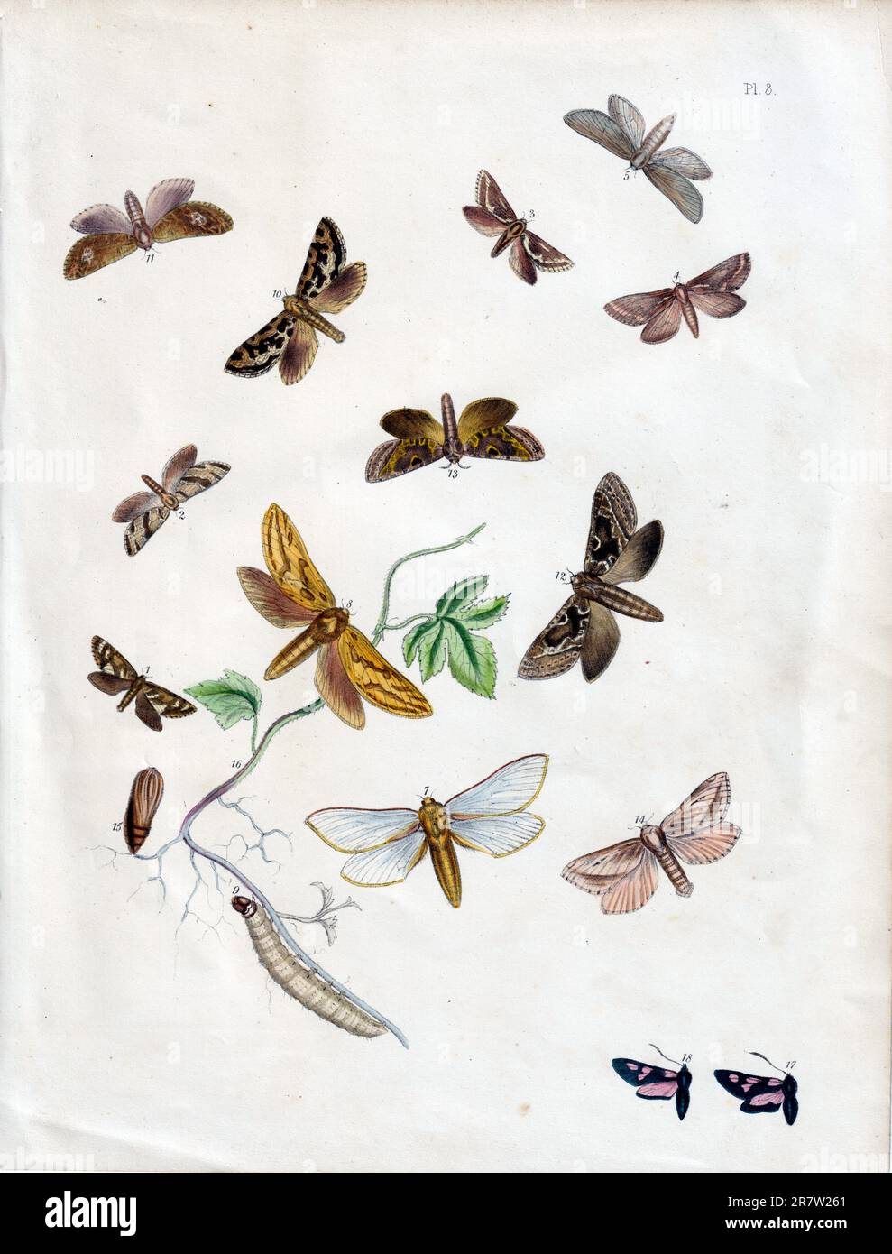 Charles Golding Barrett (1836-1904) - The Lepidoptera of the British ...