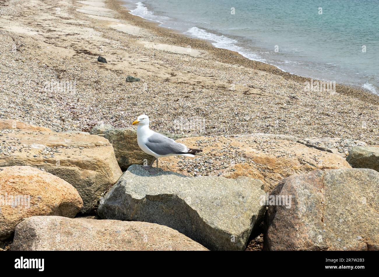 seagull on rocks by a beach Stock Photo - Alamy