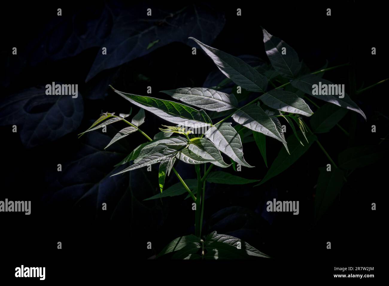 Green leaves of an Ailanthus altissima (tree of heaven, ailanthus ...