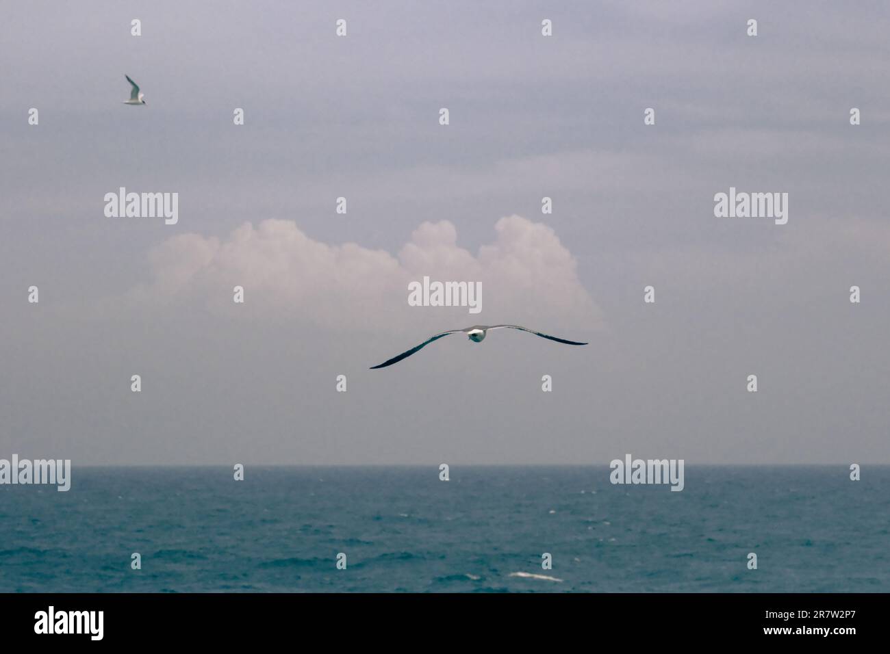birds flying over an ocean Stock Photo - Alamy