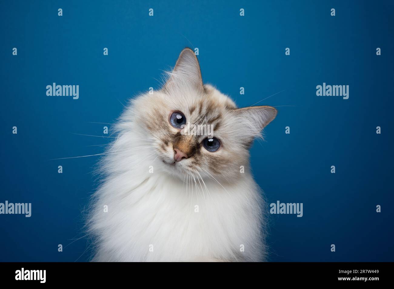 cute fluffy birman cat portrait. the cat is tilting it's head looking ...