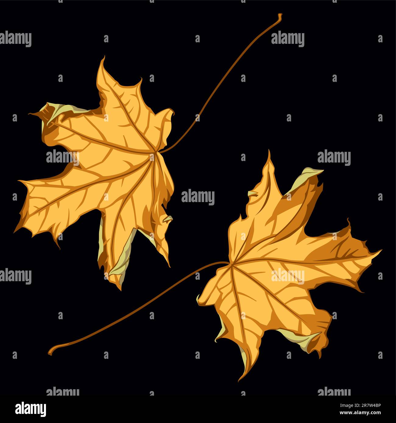 Pair of falling down maple leafs on black background. Vector ...