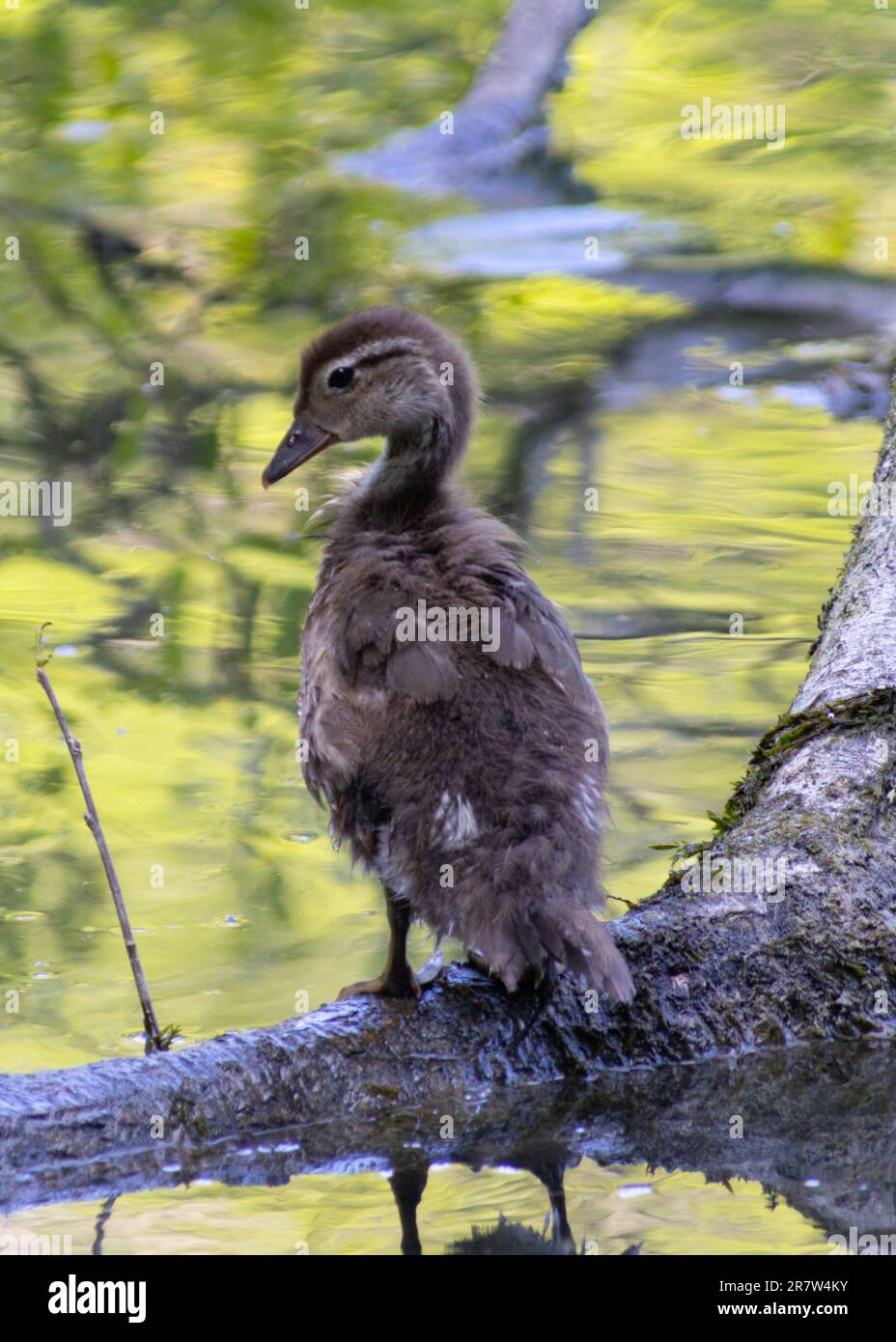 Duckling park hi-res stock photography and images - Alamy