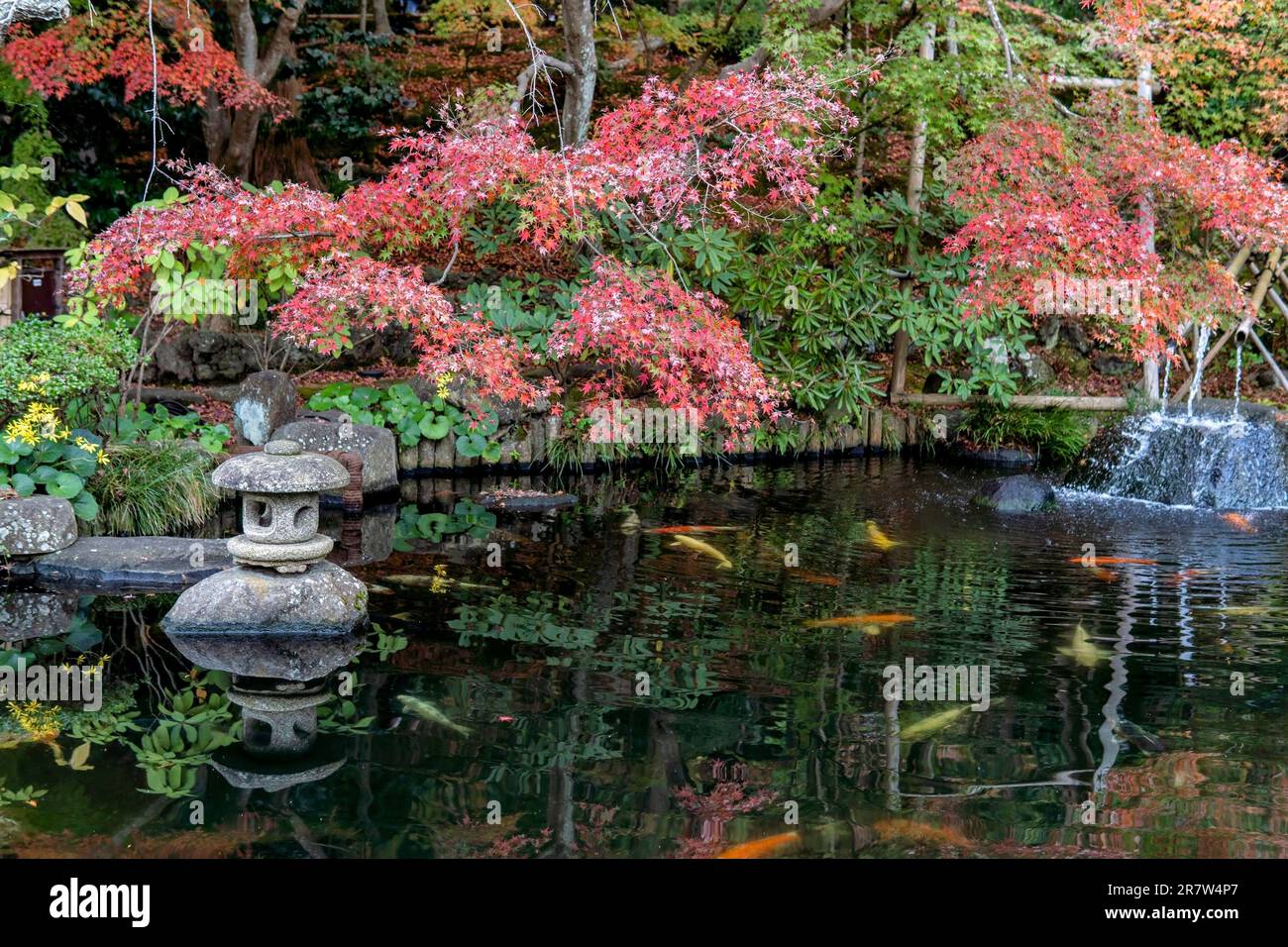 A tranquil scene of Koi fish (carp) in a Japanese garden pond with red ...