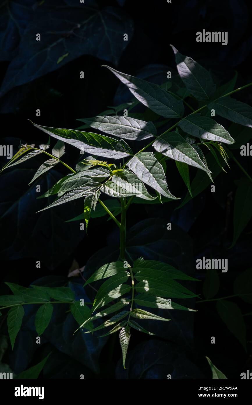 Green leaves of an Ailanthus altissima (tree of heaven, ailanthus ...