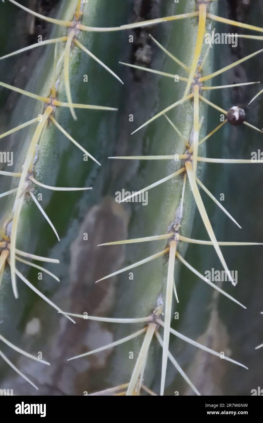 Desert Cactus Nature Closeup Spikes Stock Photo - Alamy