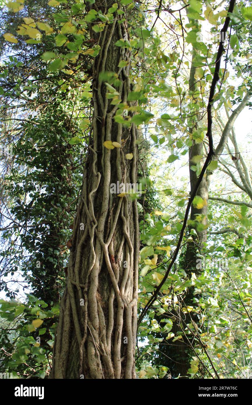 A green tree in a forest setting with vines growing on the trunk Stock ...