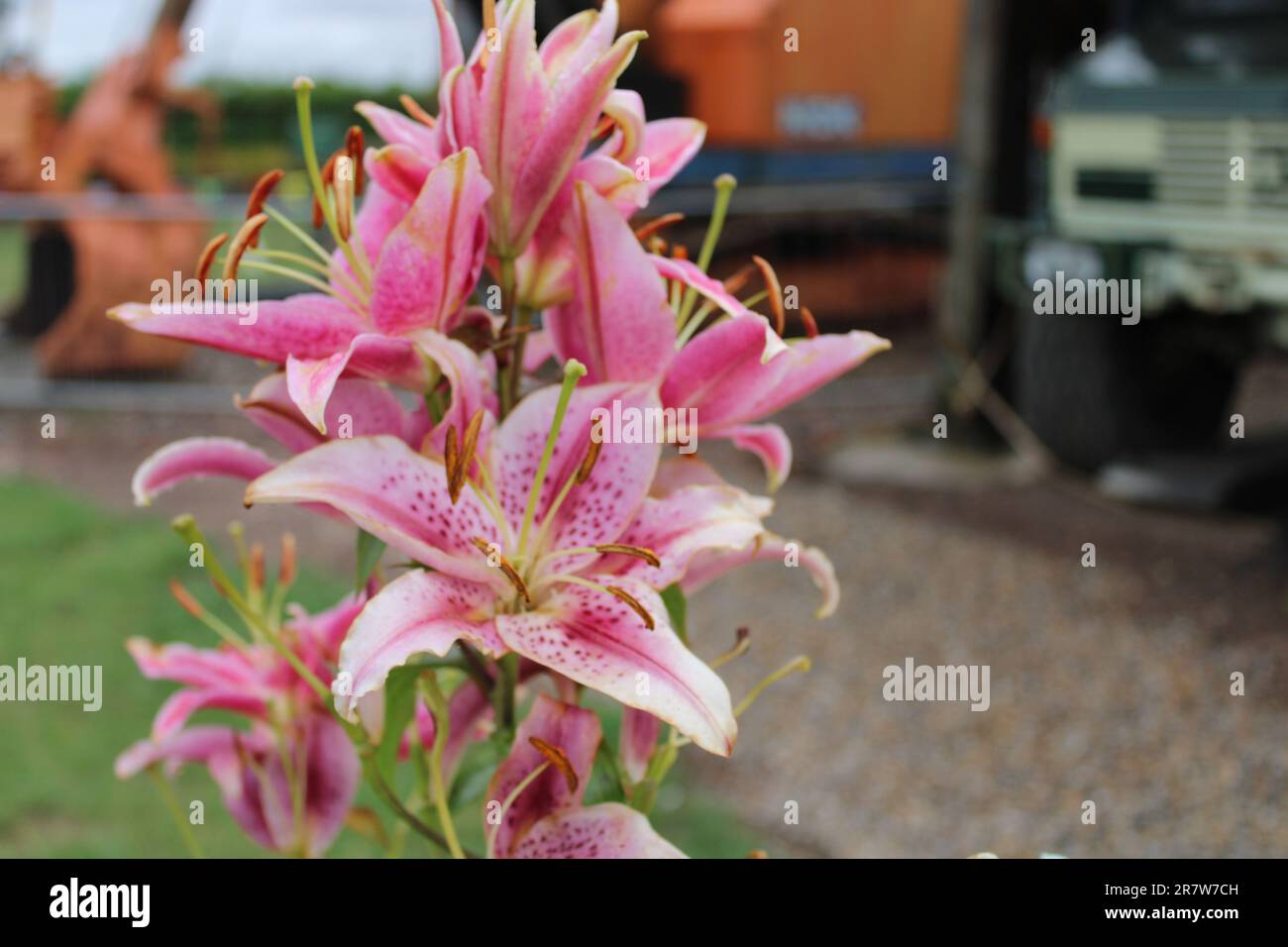 A beautiful bunch of pink lilies Stock Photo - Alamy