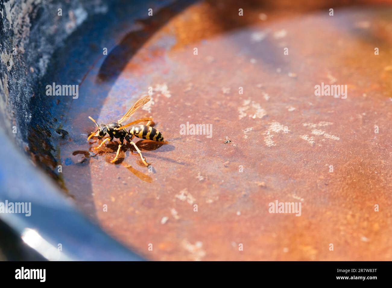 Warsp drinking water on a hot sunny day in a bird bath Stock Photo - Alamy