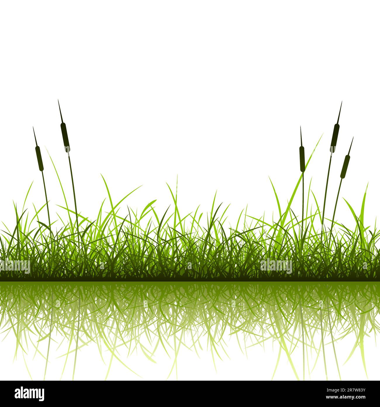 Grass and Reeds with Reflection in Water Stock Vector Image & Art - Alamy
