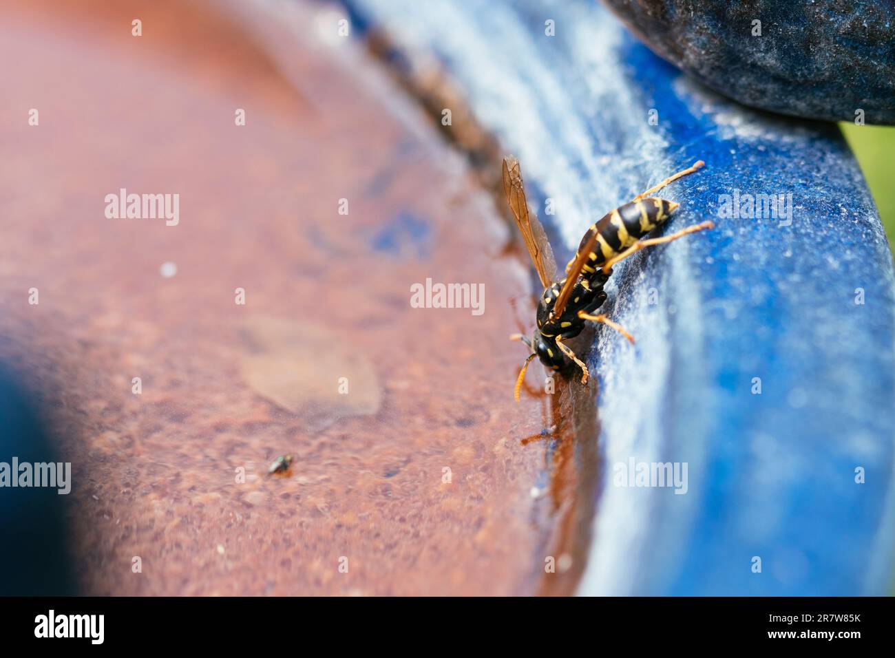 Warsp hi-res stock photography and images - Alamy