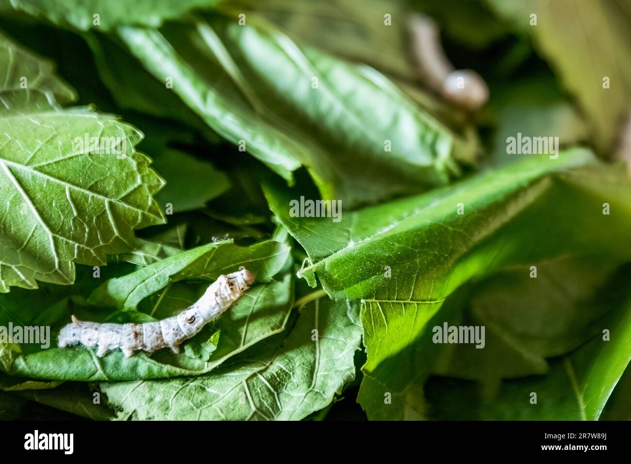Close up view of Bombyx mori or silkworms eating mulberry green leaves ...
