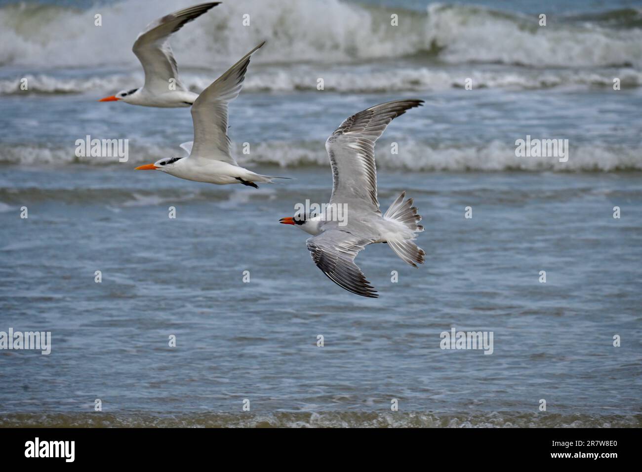The three seagulls flying near a beach near the water, Gulf of Mexico ...