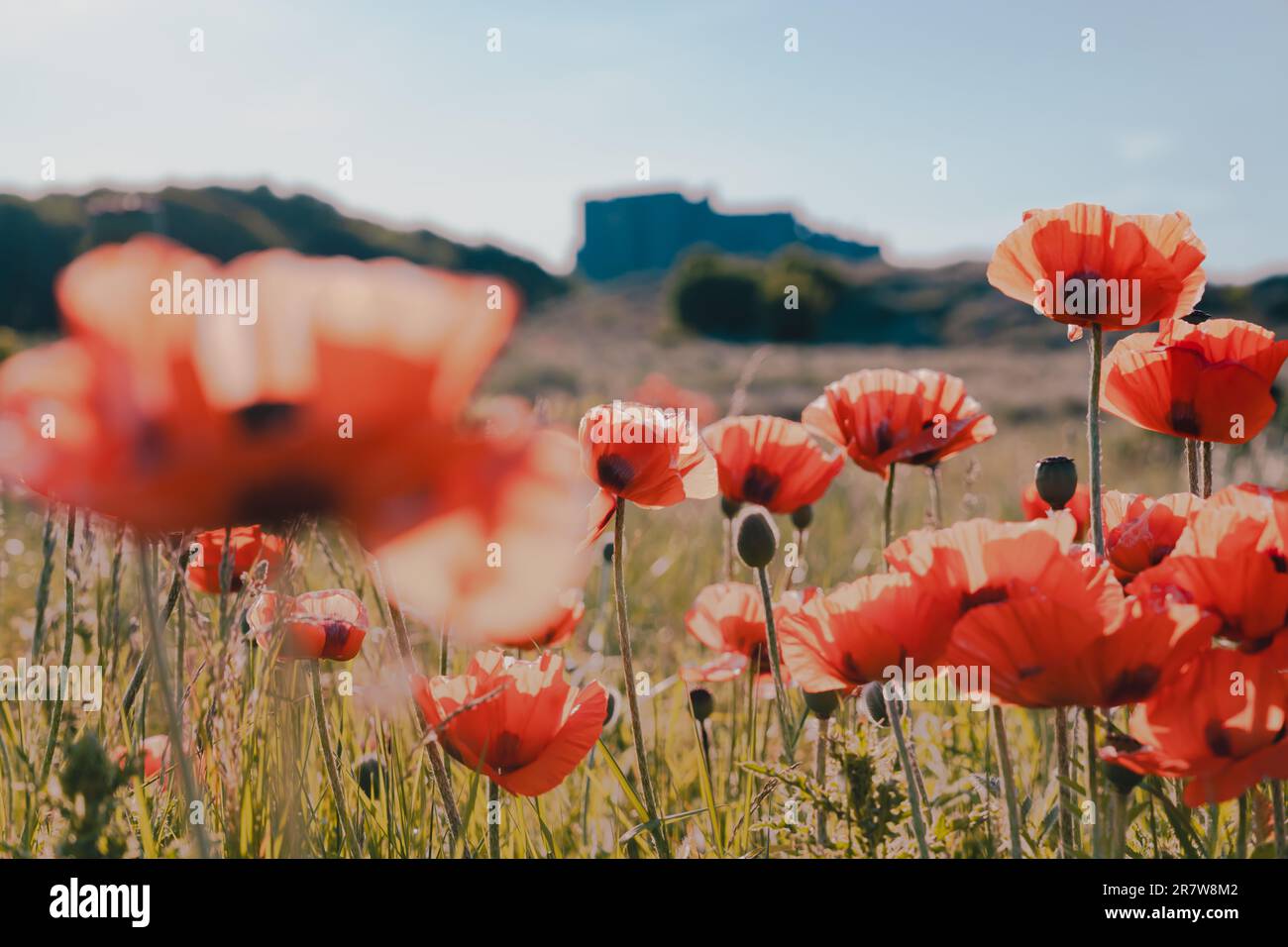Red poppies in the foreground with Bamburgh Castle, Northumberland, in ...