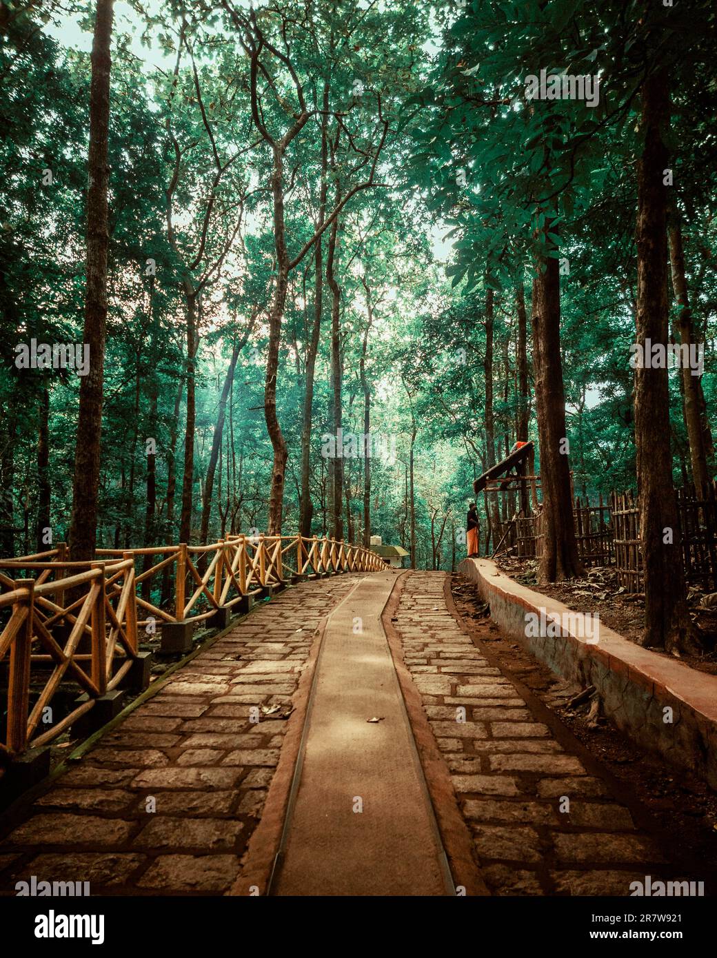 An idyllic path leads into a lush forest, lined with wooden fencing and ...