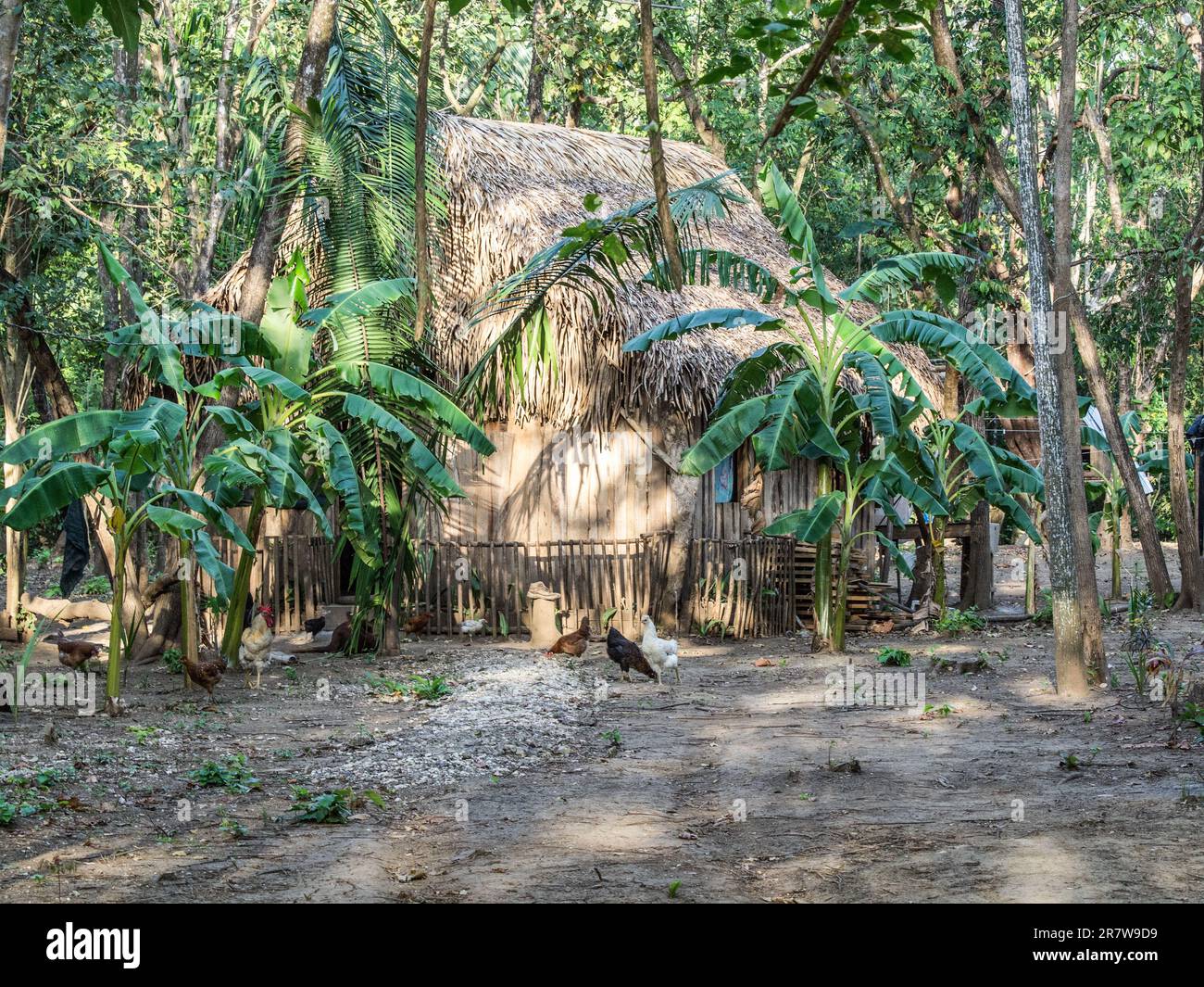 Rustic thatch house with chickens in the yard in Costa Rica Stock Photo ...