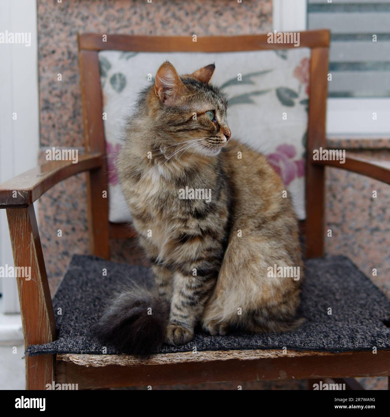 Istanbul cat hi-res stock photography and images - Alamy