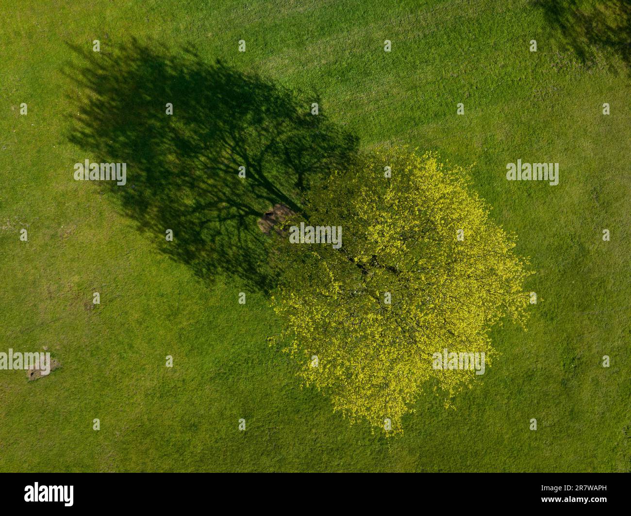 Trees from Above Stock Photo - Alamy