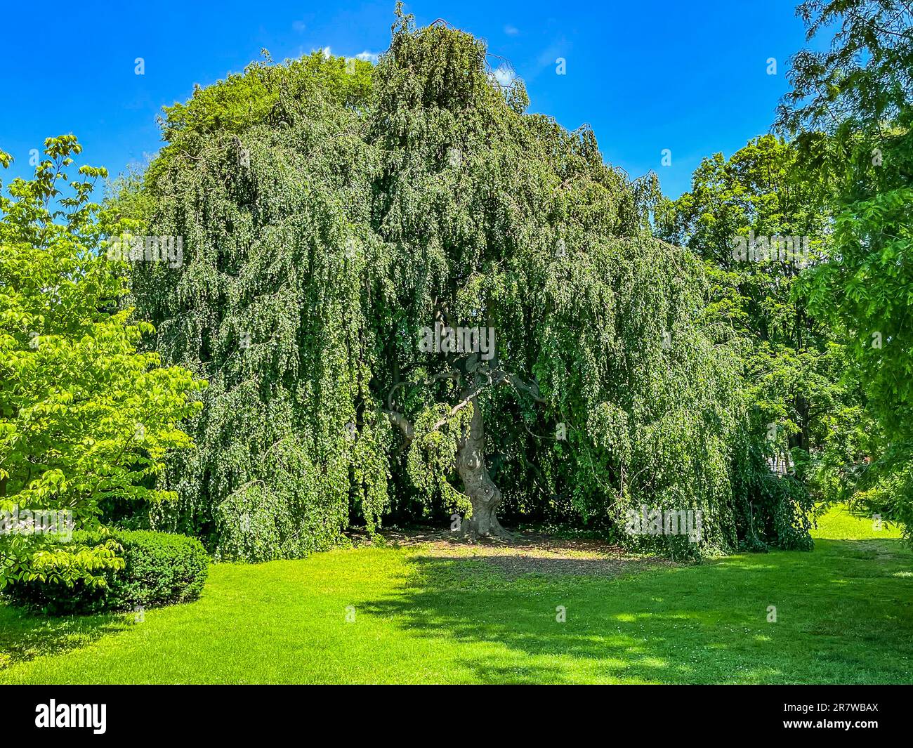 Weeping beech tree hi-res stock photography and images - Alamy