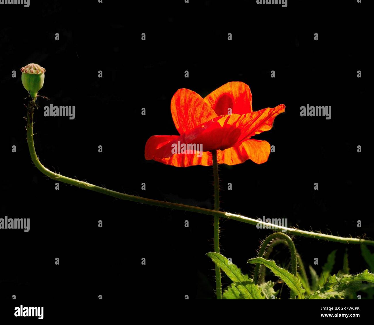 Red poppy flower seed pod hi-res stock photography and images - Alamy