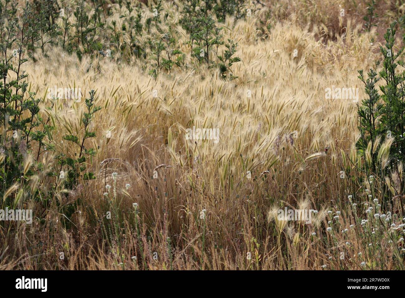 Hordeum nurinum hi-res stock photography and images - Alamy