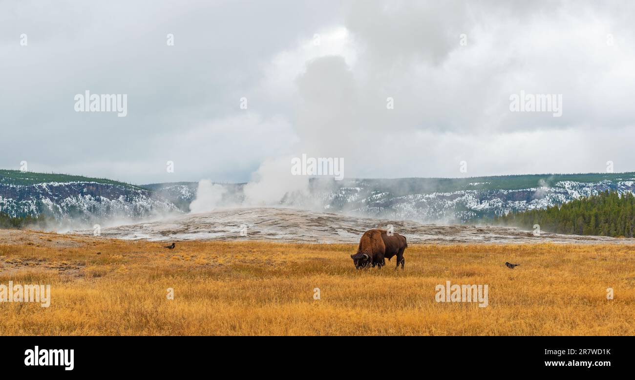 American Bison (Bison bison) grazing by Old Faithful Geyser ...
