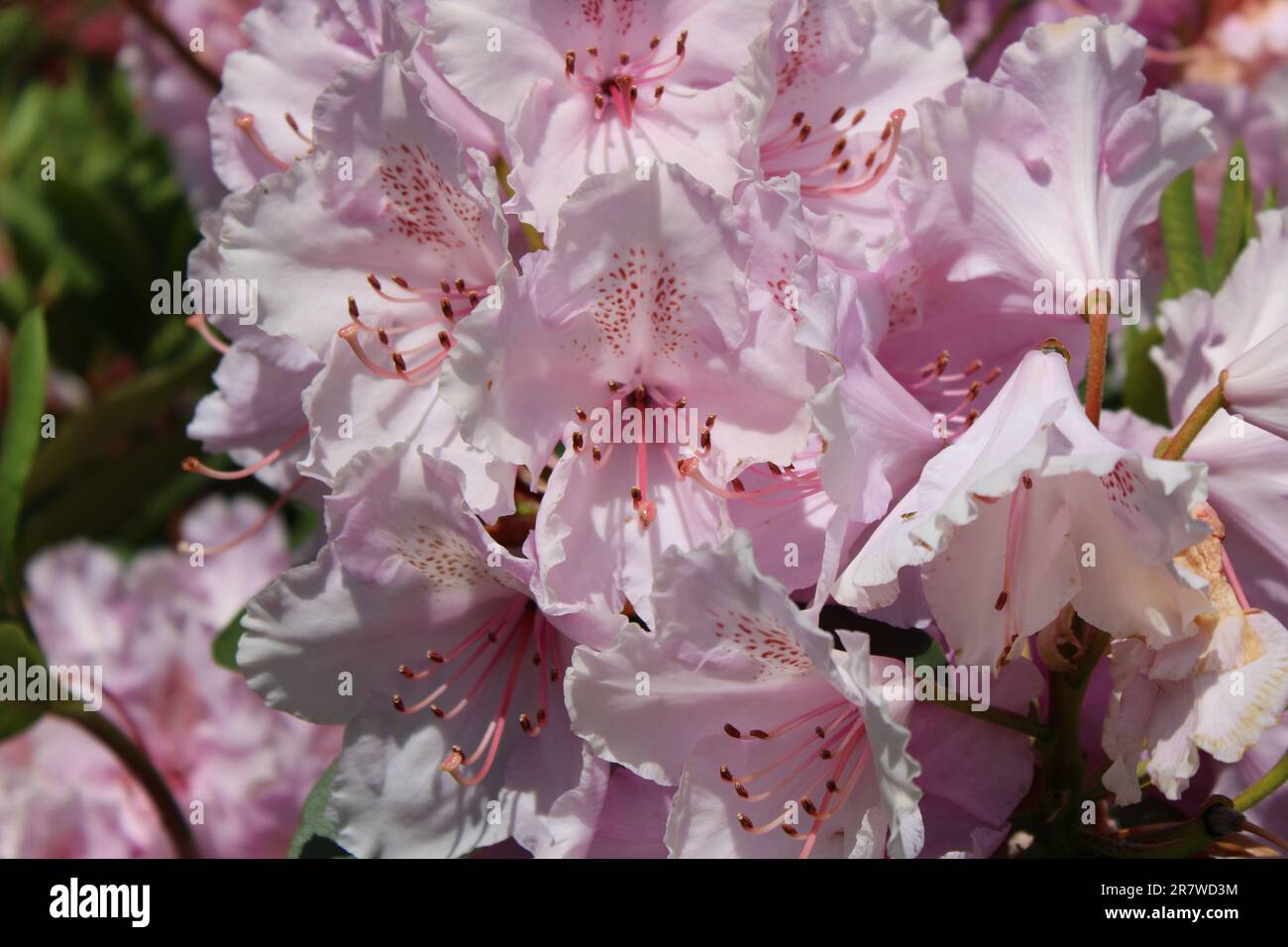 Pink Rhododendron close-up Stock Photo - Alamy