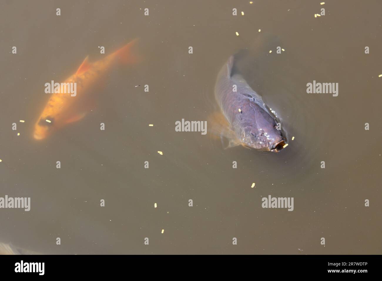 Fish coming above water Stock Photo - Alamy