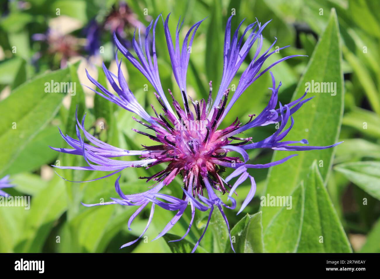 Purple flower Mountain cornflower Stock Photo - Alamy