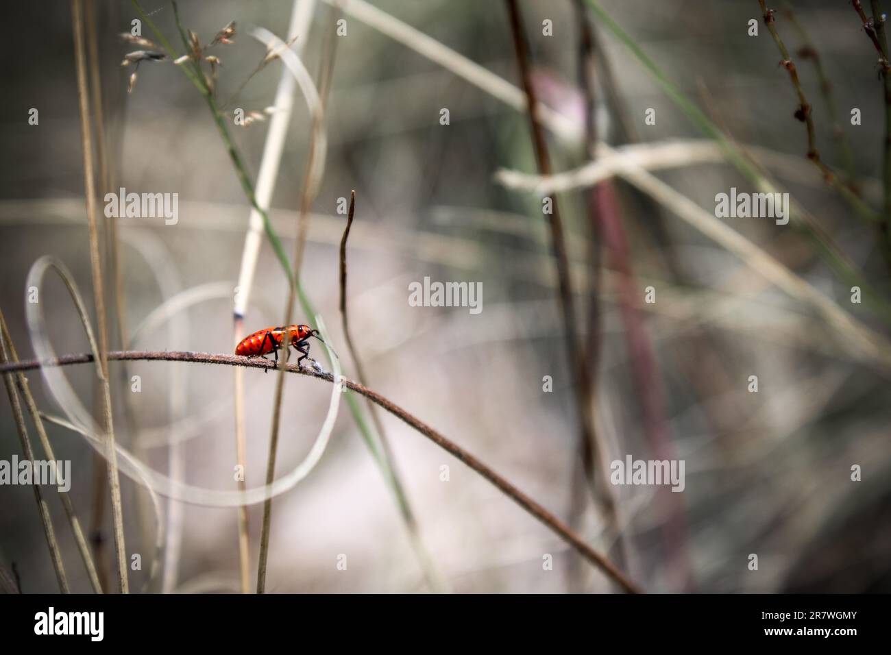 Little bug walking Stock Photo - Alamy
