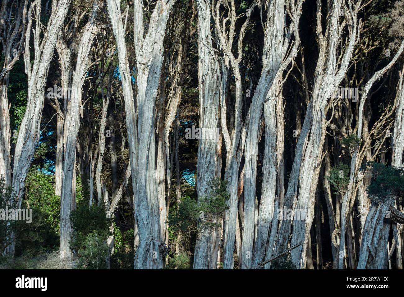 Photograph of large tall dead trees near a lagoon on King Island in the ...