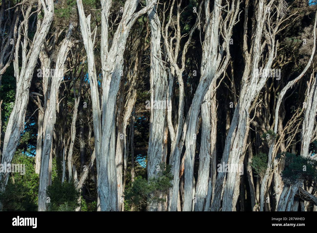 Photograph of large tall dead trees near a lagoon on King Island in the ...