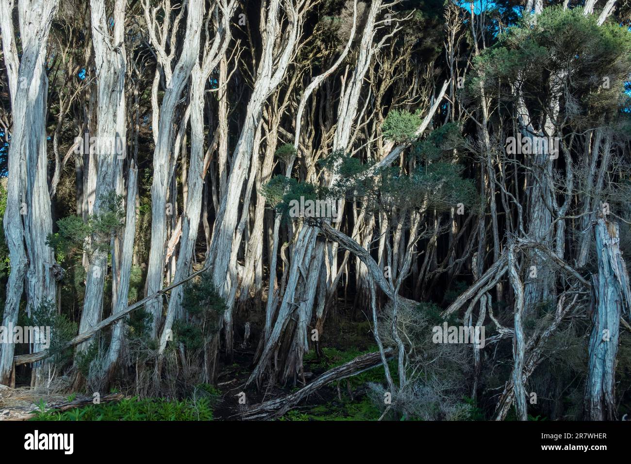 Photograph of large tall dead trees near a lagoon on King Island in the ...