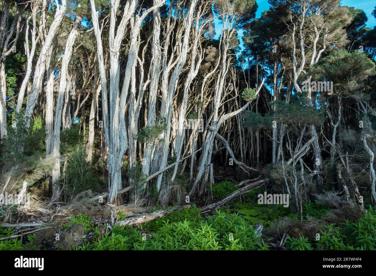 Photograph of large tall dead trees near a lagoon on King Island in the ...