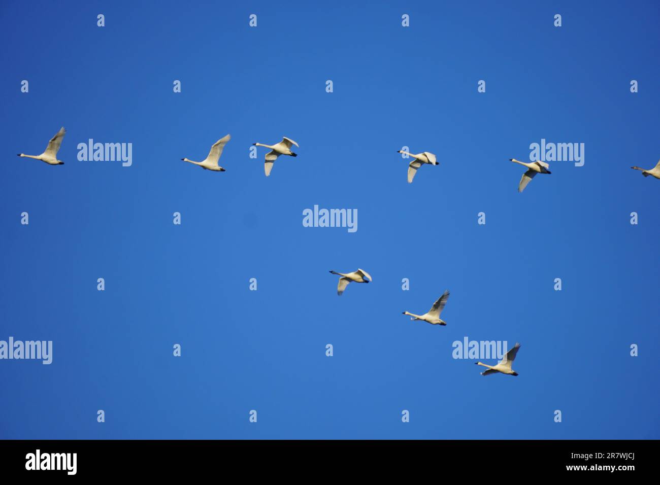 An array of birds in motion soaring through the sky in unison, creating ...
