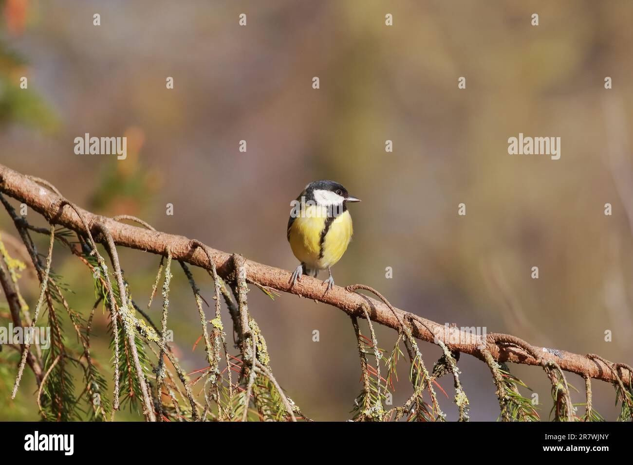 Great tit, Parus major, at Low Barns nature reserve; County Durham UK ...