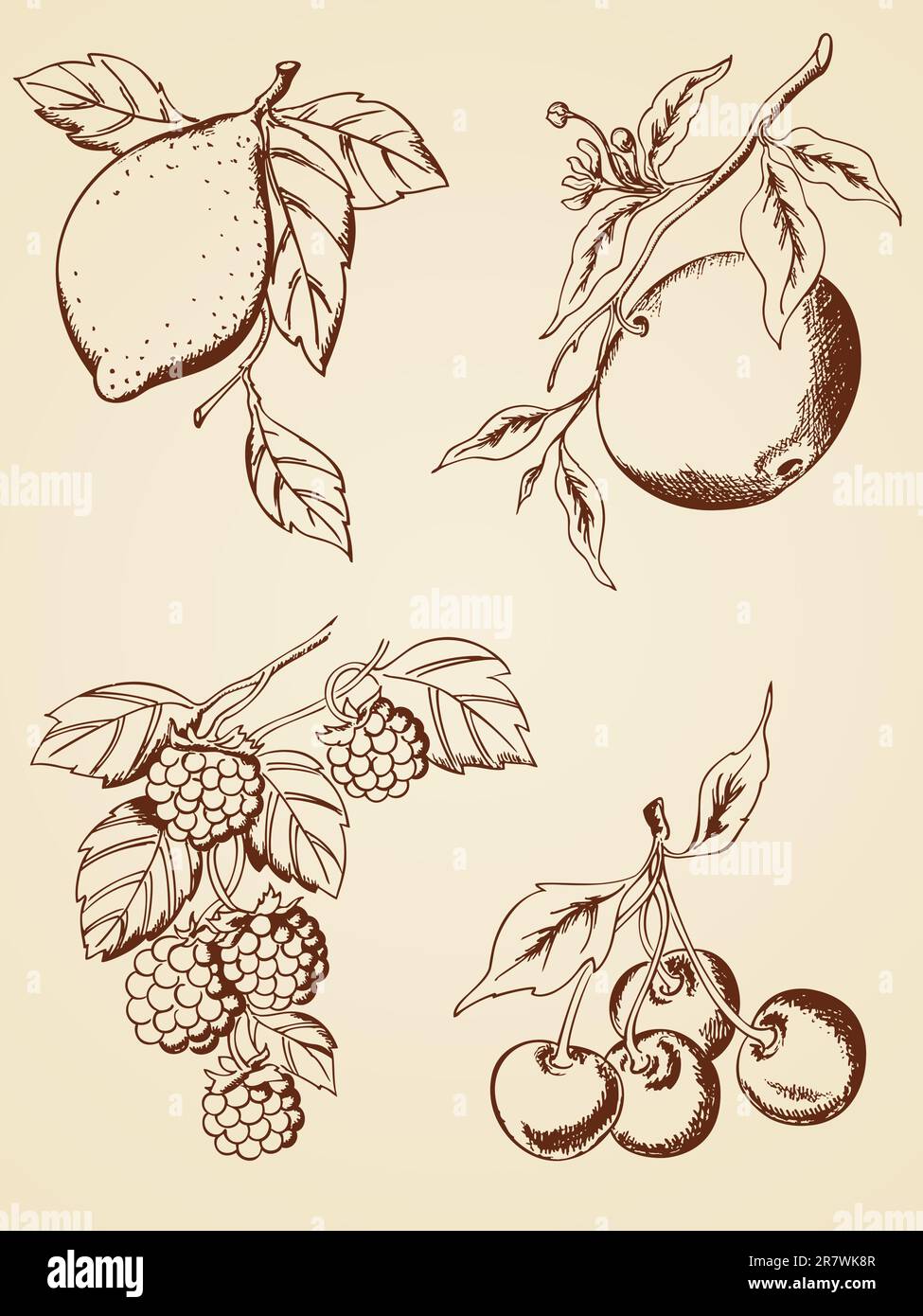 set of vector hand drawn berries and fruits in retro style Stock Vector ...