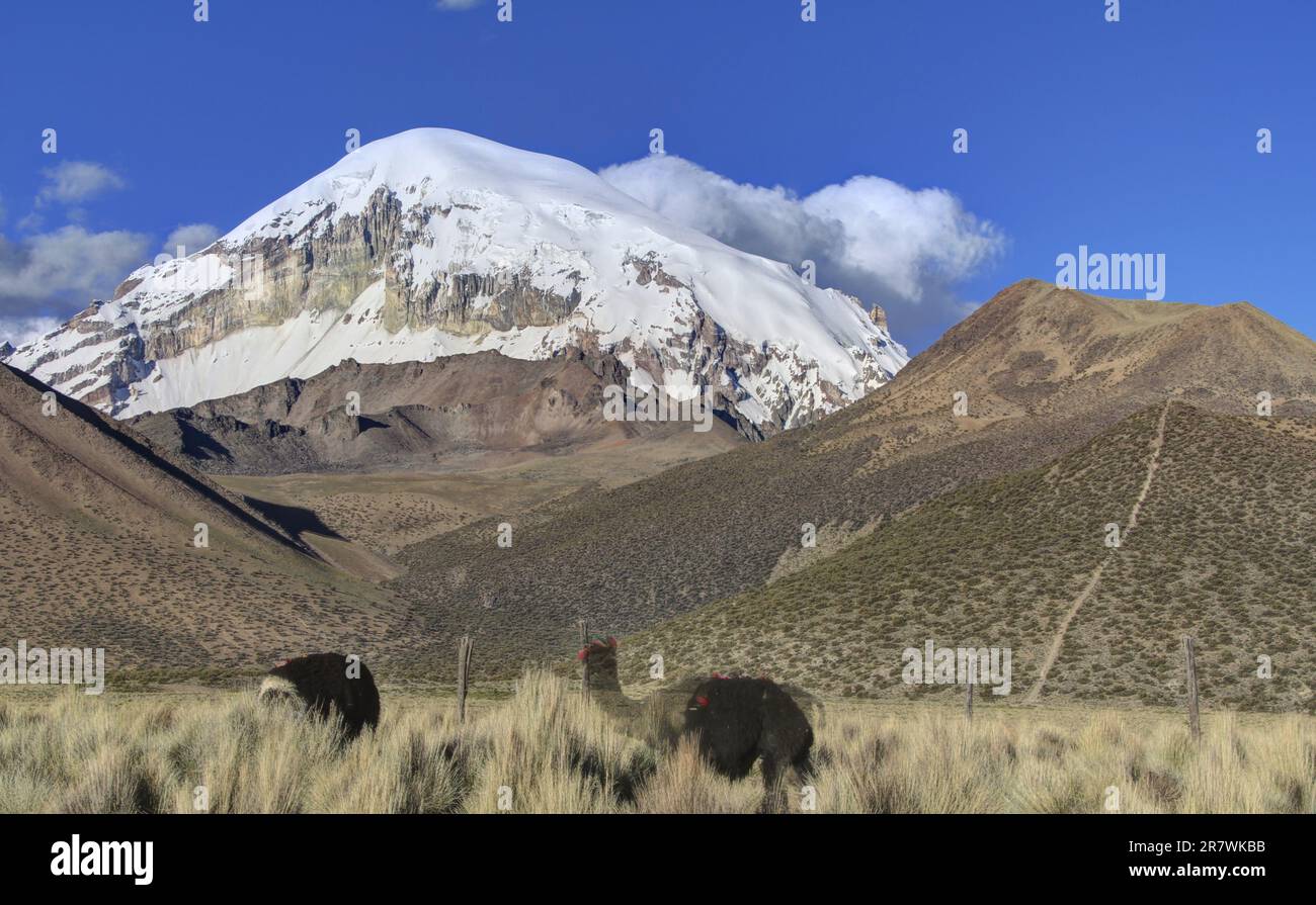 Parque national Sajama Bolivia Stock Photo - Alamy