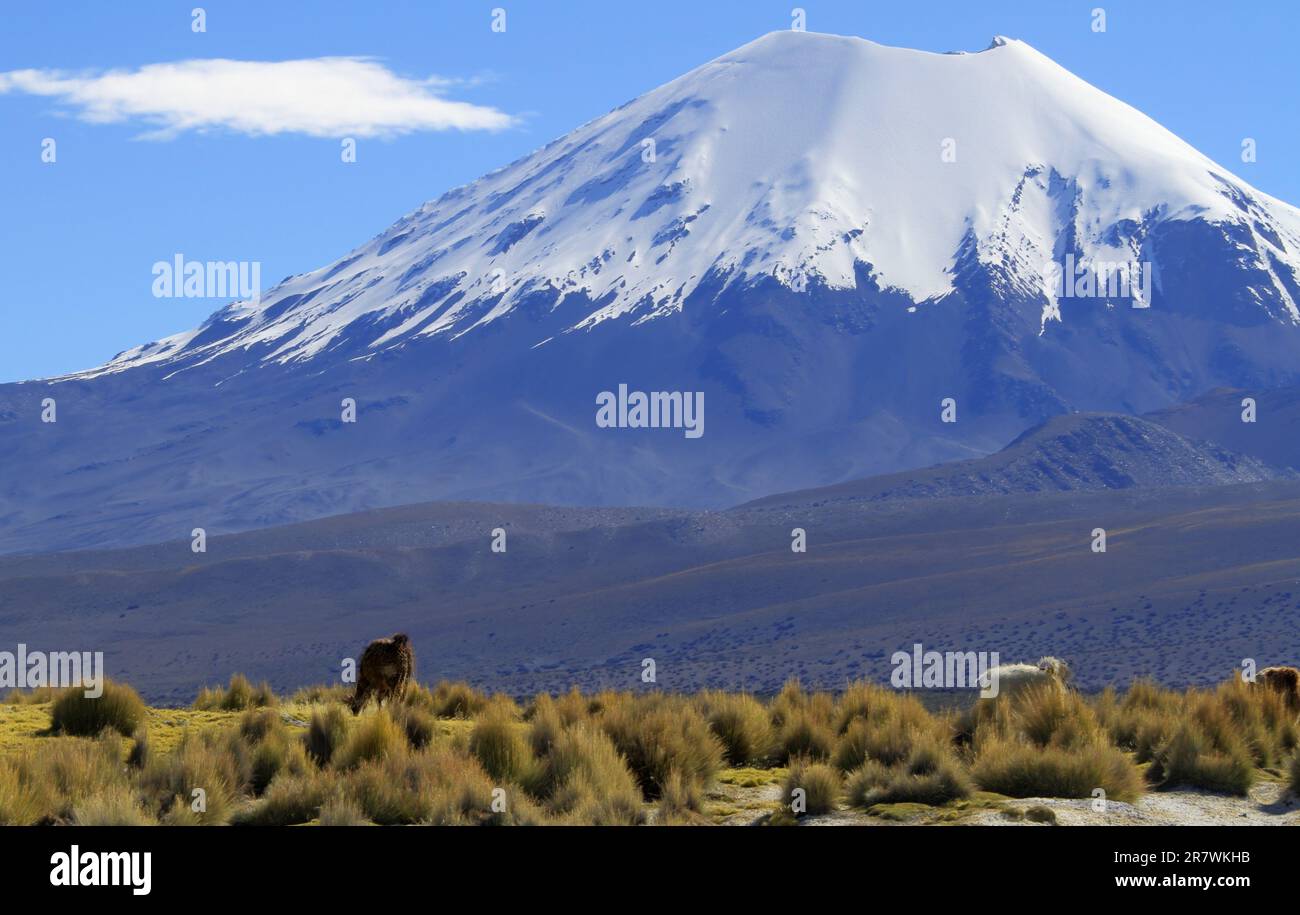Parque Nacional Sajama Stock Photo - Alamy