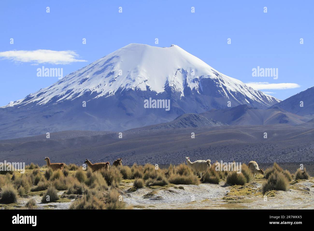 Parque Nacional Sajama Stock Photo - Alamy
