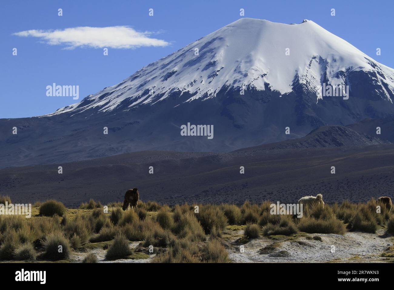 Parque Nacional Sajama Stock Photo - Alamy