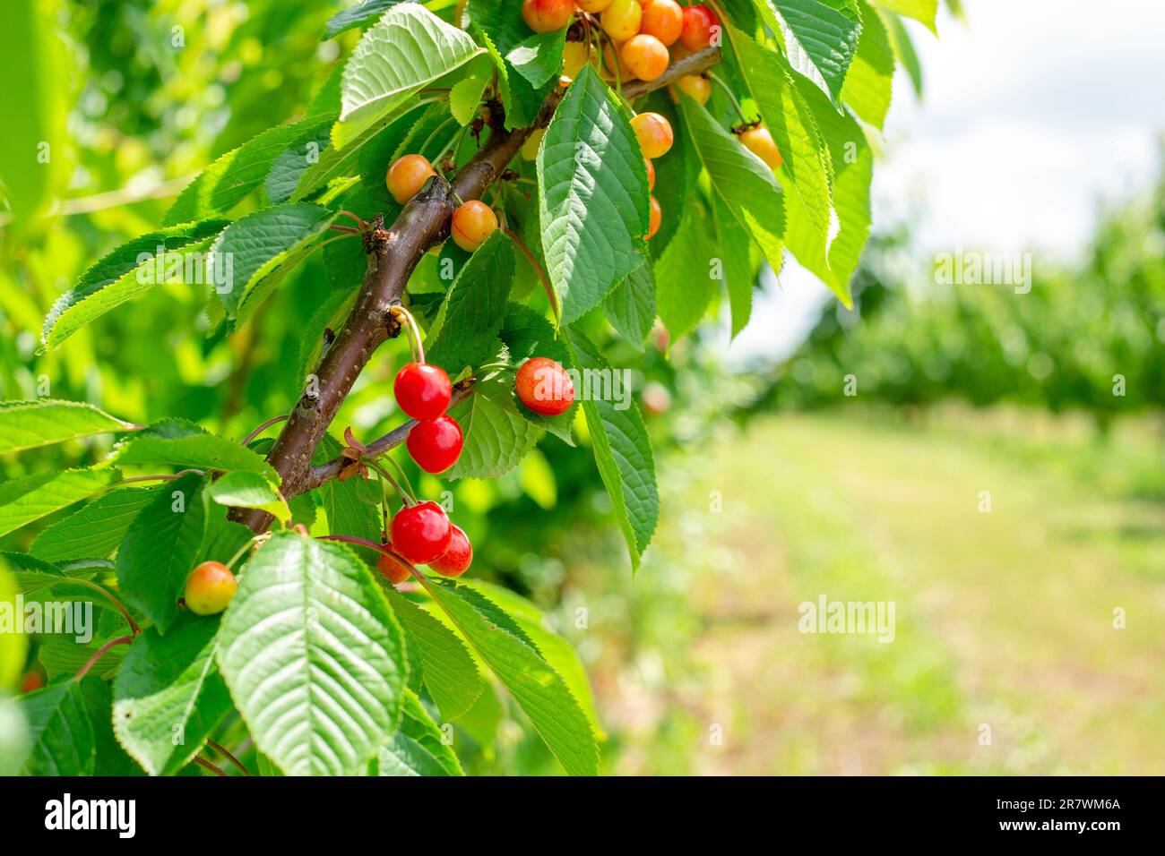ripe red cherry grows on a tree in an orchard. Cultivation of fruits ...