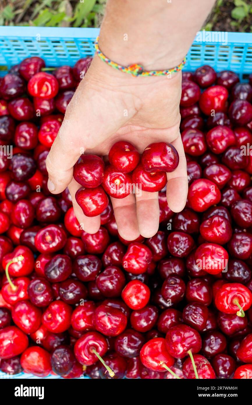 The berry picker puts ripe red cherries in a box. harvesting on the ...
