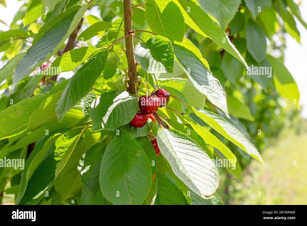 ripe red cherry grows on a tree in an orchard. Cultivation of fruits ...