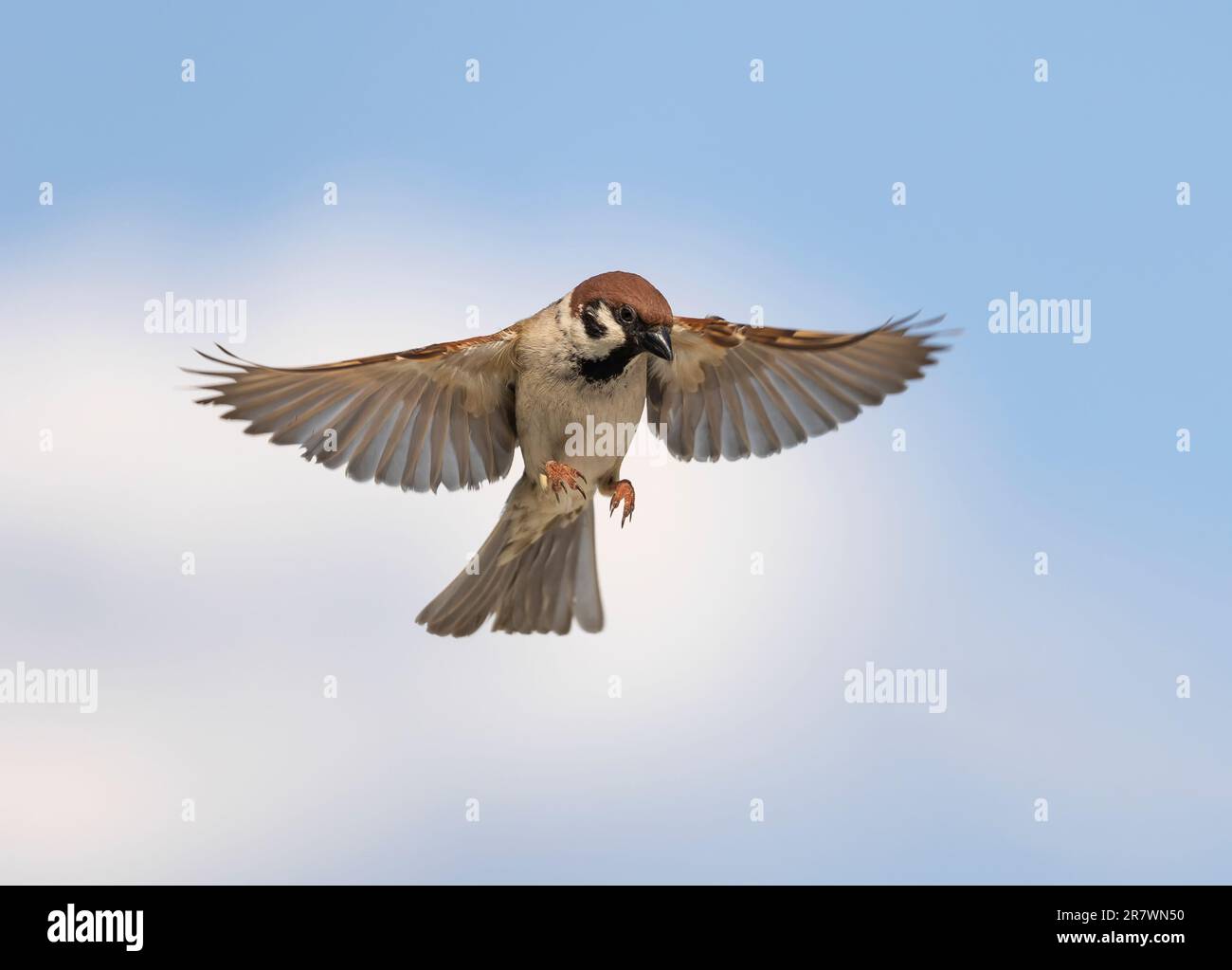 bird sparrow flies with wings and feathers spread wide against the blue ...