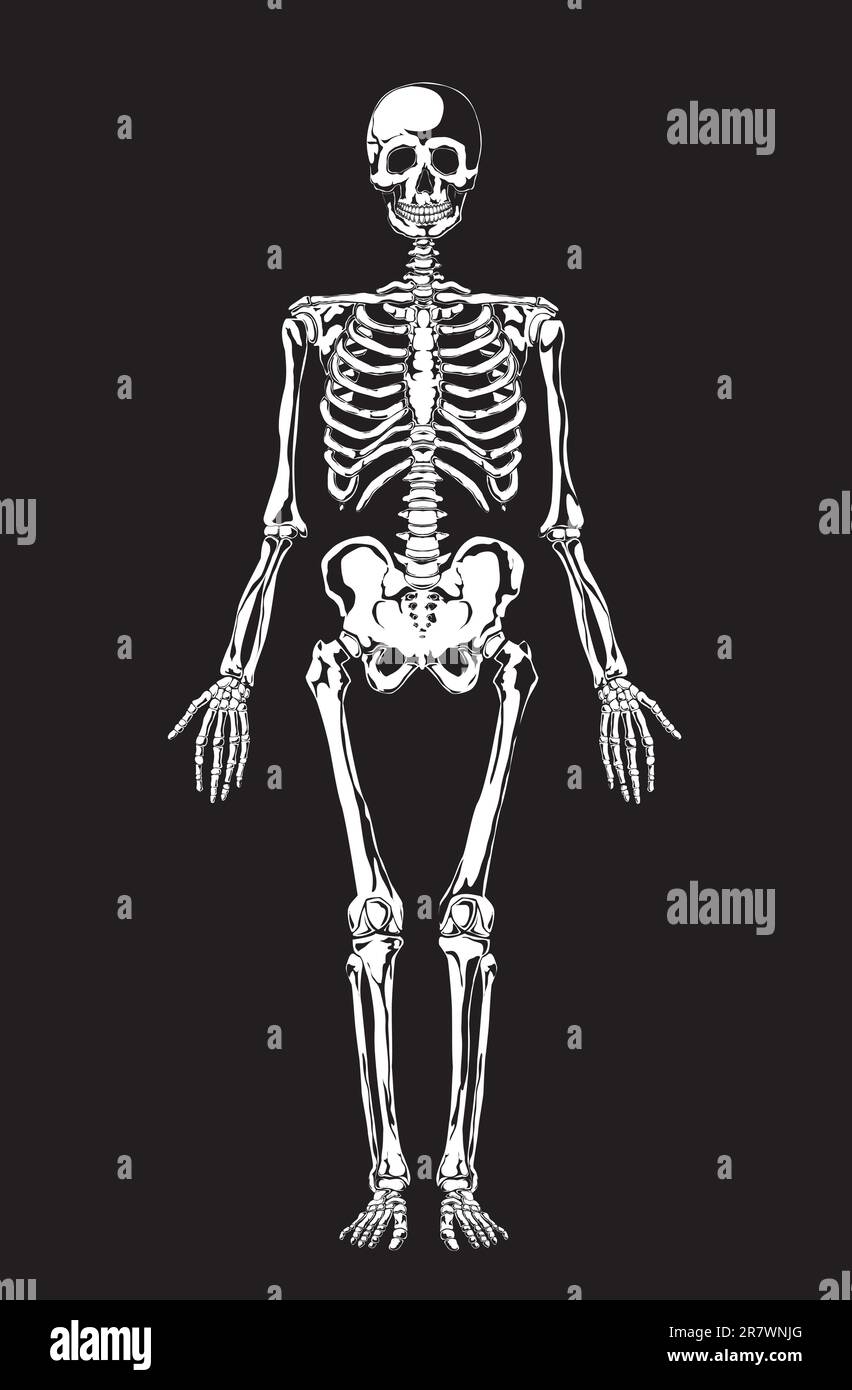 White skeleton on black. Separate layers. Vector illustration Stock ...