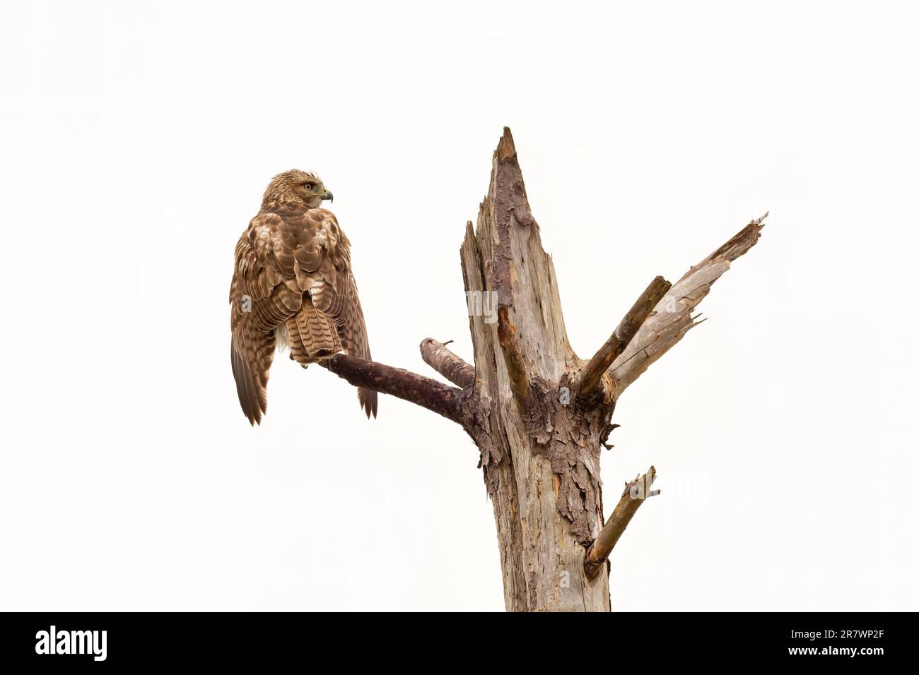 Hawk, perched in a dead pine tree drying it's feathers after the rain ...
