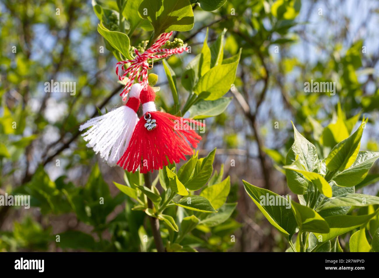 Martenitsa, Baba Marta, Martisor On Green Leaves Tree. Traditional ...